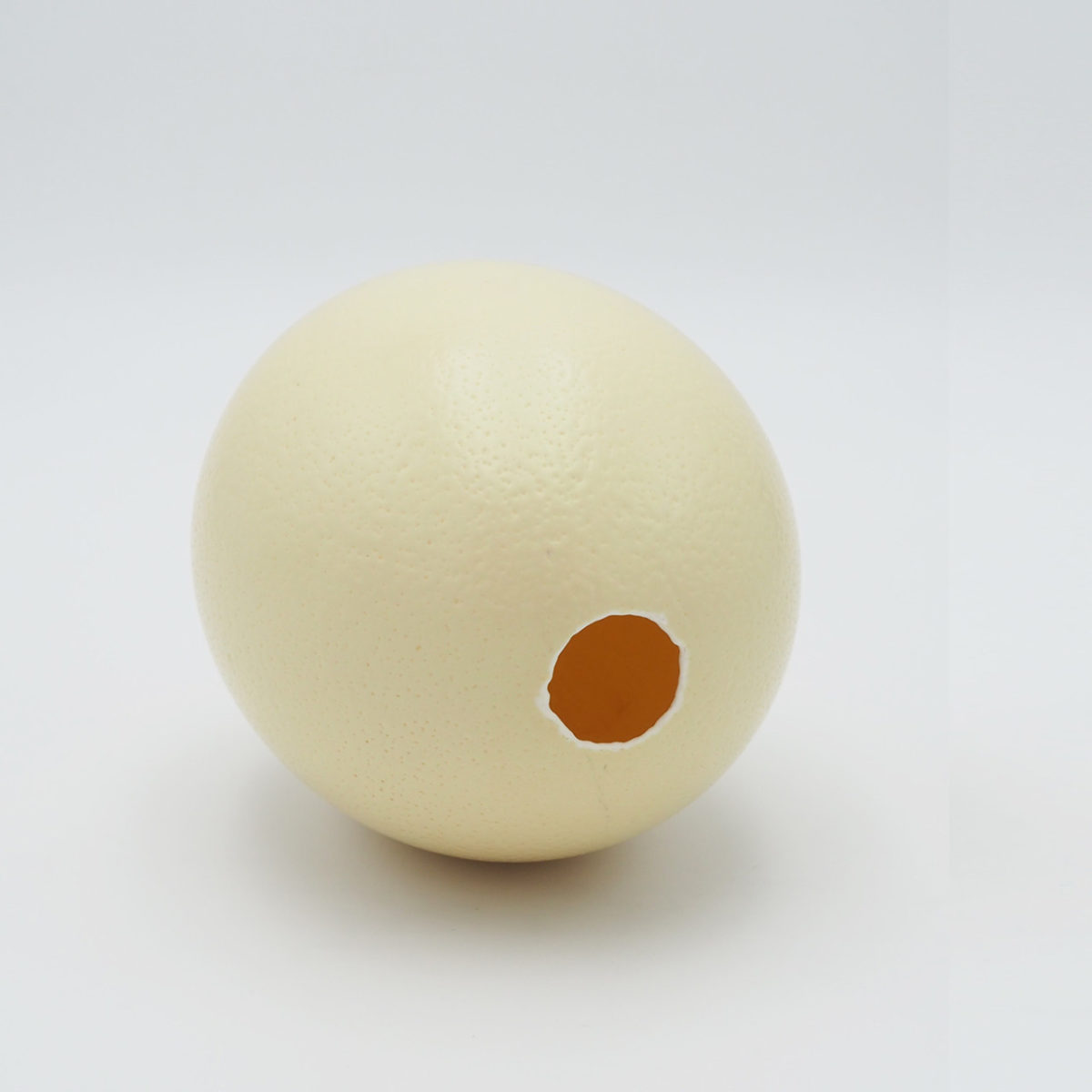 Straußenei Archive - Straussenhof Kotzenbach